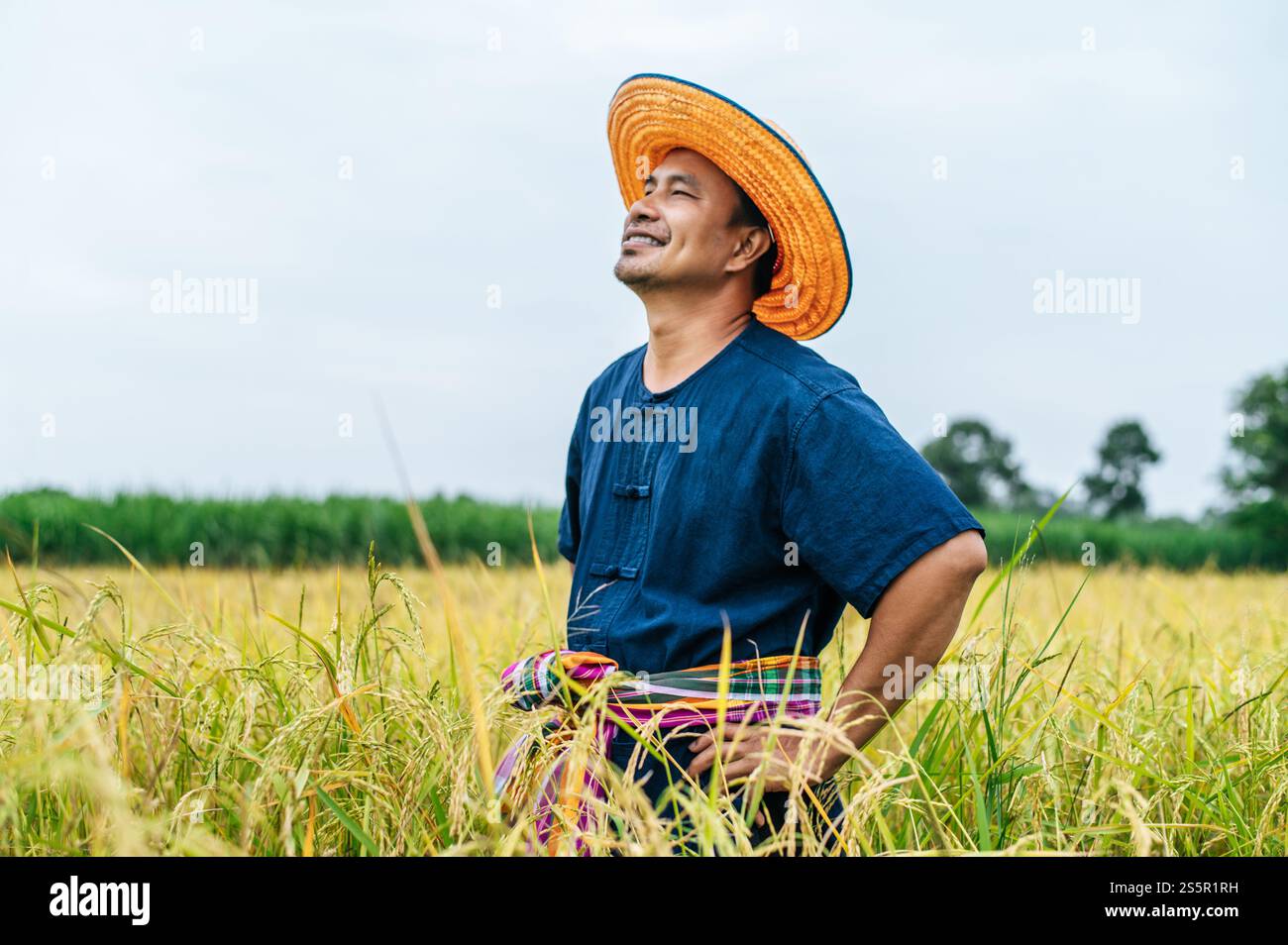 Portrait young handsome farmer in rice field, He wearing straw hat, He standing on the waist ...