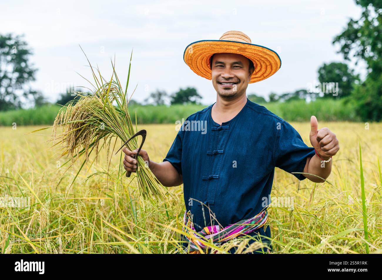 Young Asian farmer harvest of the ripe rice with a sickle in rice field ...