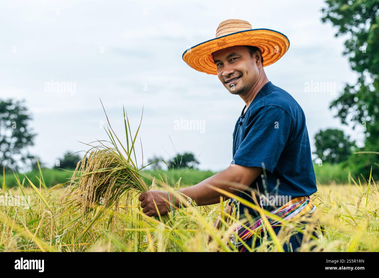 Young Asian farmer harvest of the ripe rice with a sickle in rice field ...