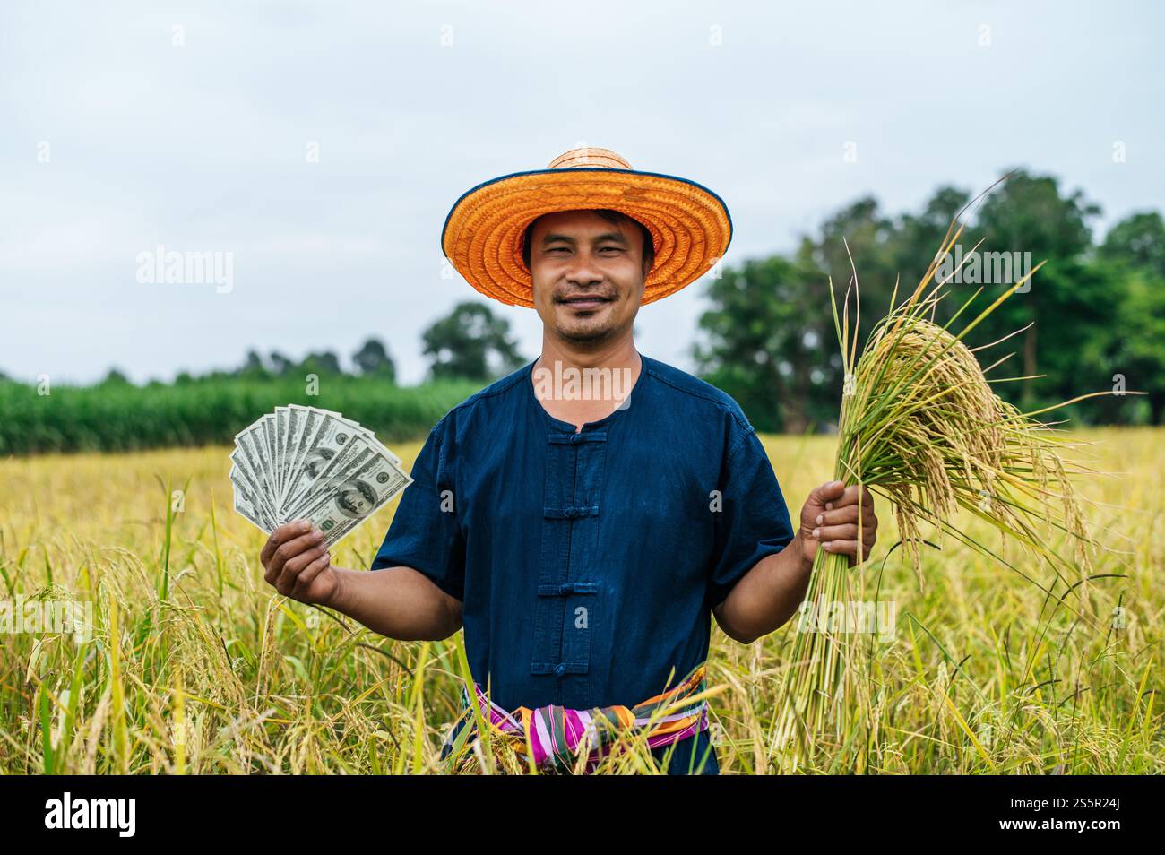 Middle aged Asian farmer harvest of the ripe rice and dollars banknote ...