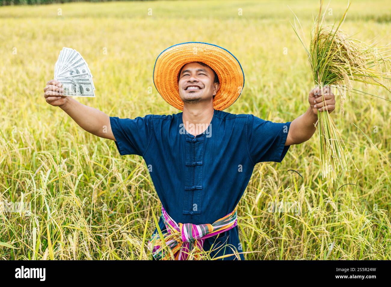 Middle aged Asian farmer harvest of the ripe rice and dollars banknote ...