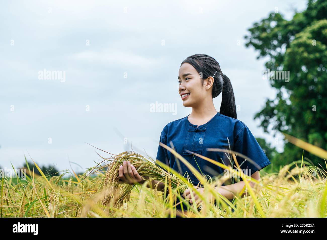 Young Asian female farmer harvest of the ripe rice and holding in hand ...