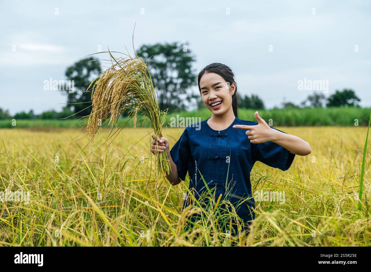 Young Asian female farmer harvest of the ripe rice in hand in rice ...
