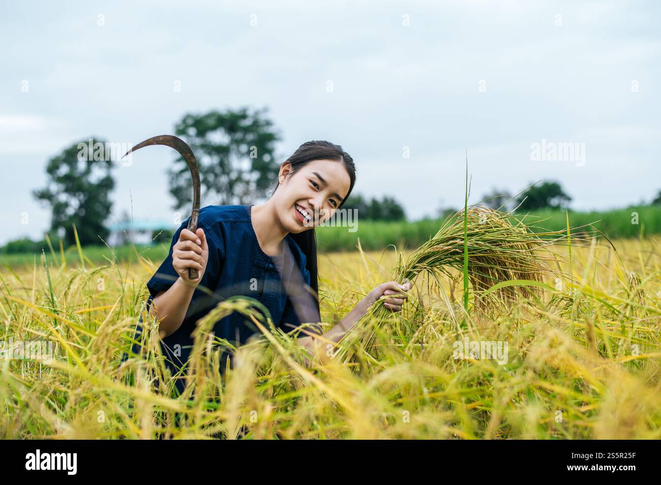 Young Asian female farmer harvest of the ripe rice with a sickle in ...