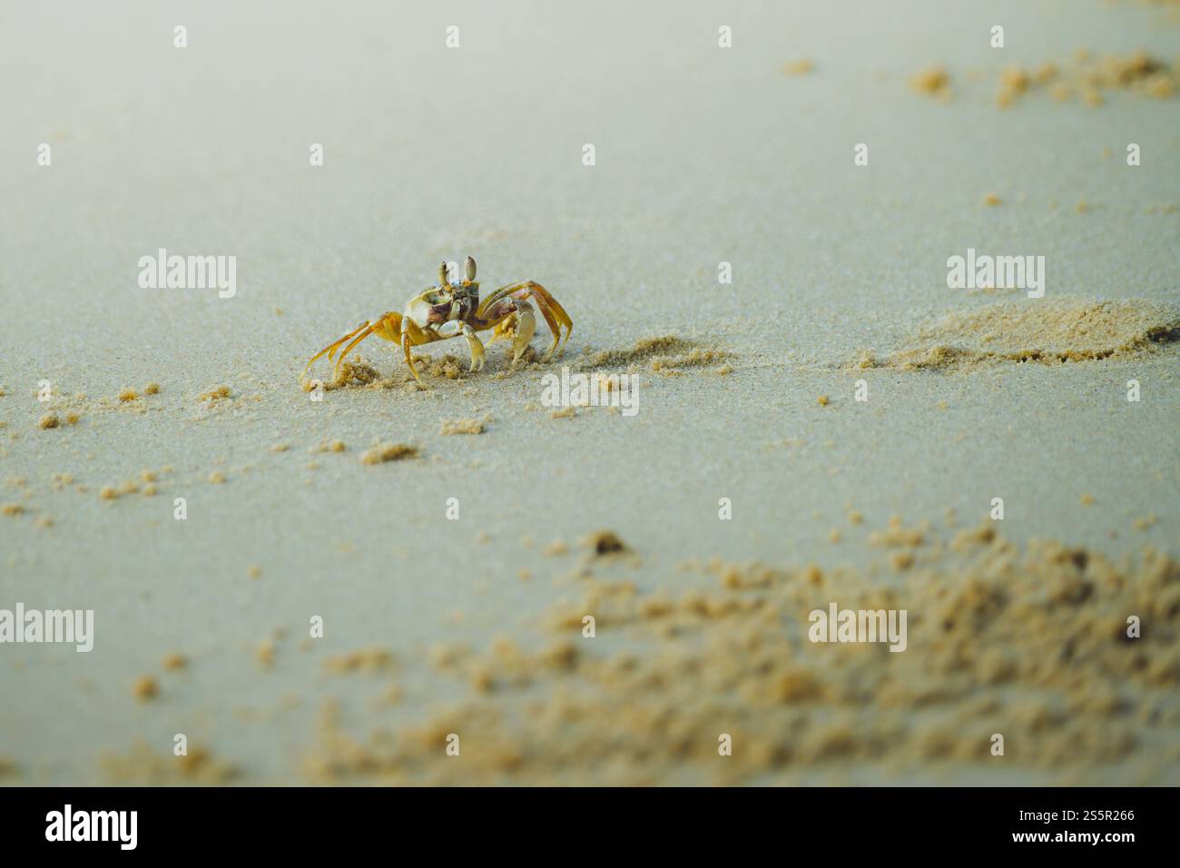 Close-up photo of a small fiddler crab scurrying across a sandy beach ...
