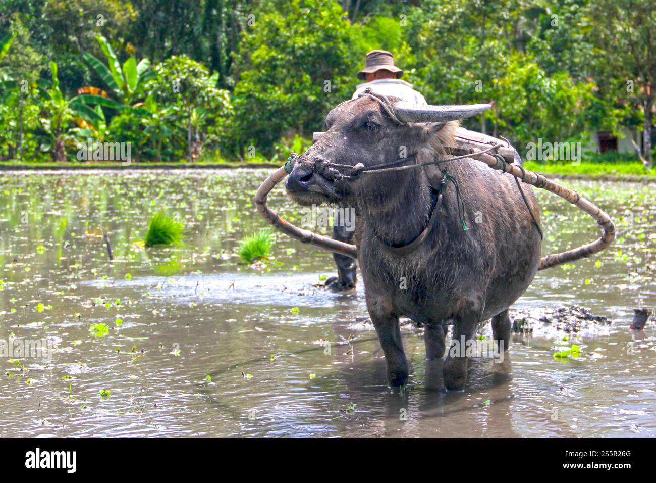 A rice farmer and water buffalo ploughing a muddy rice paddy field near ...