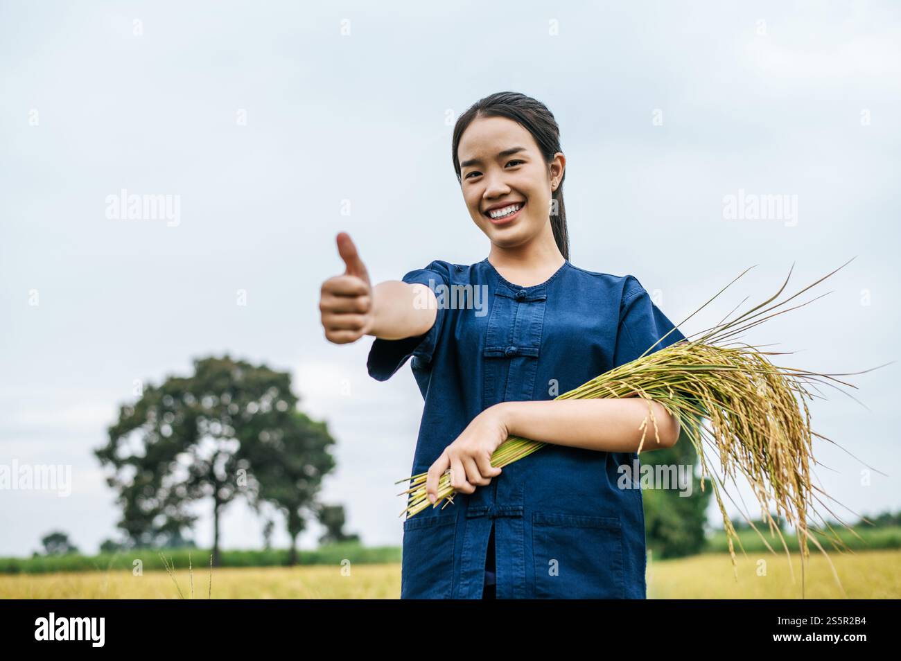 Portrait of asian young farmer woman holding ripe rice stalks in her ...