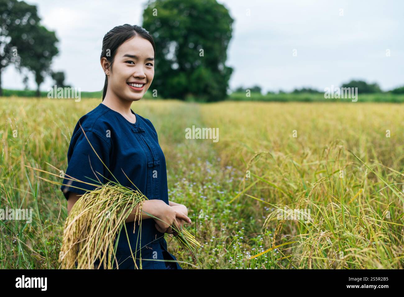 Portrait of asian young farmer woman holding ripe rice stalks in her ...
