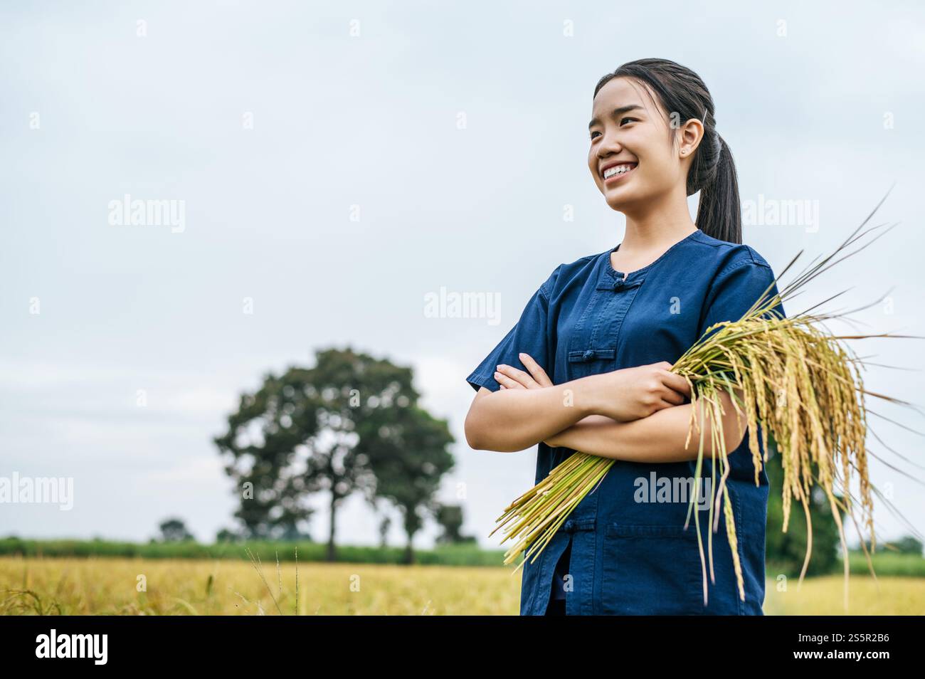 Portrait of asian young farmer woman holding ripe rice stalks in her ...