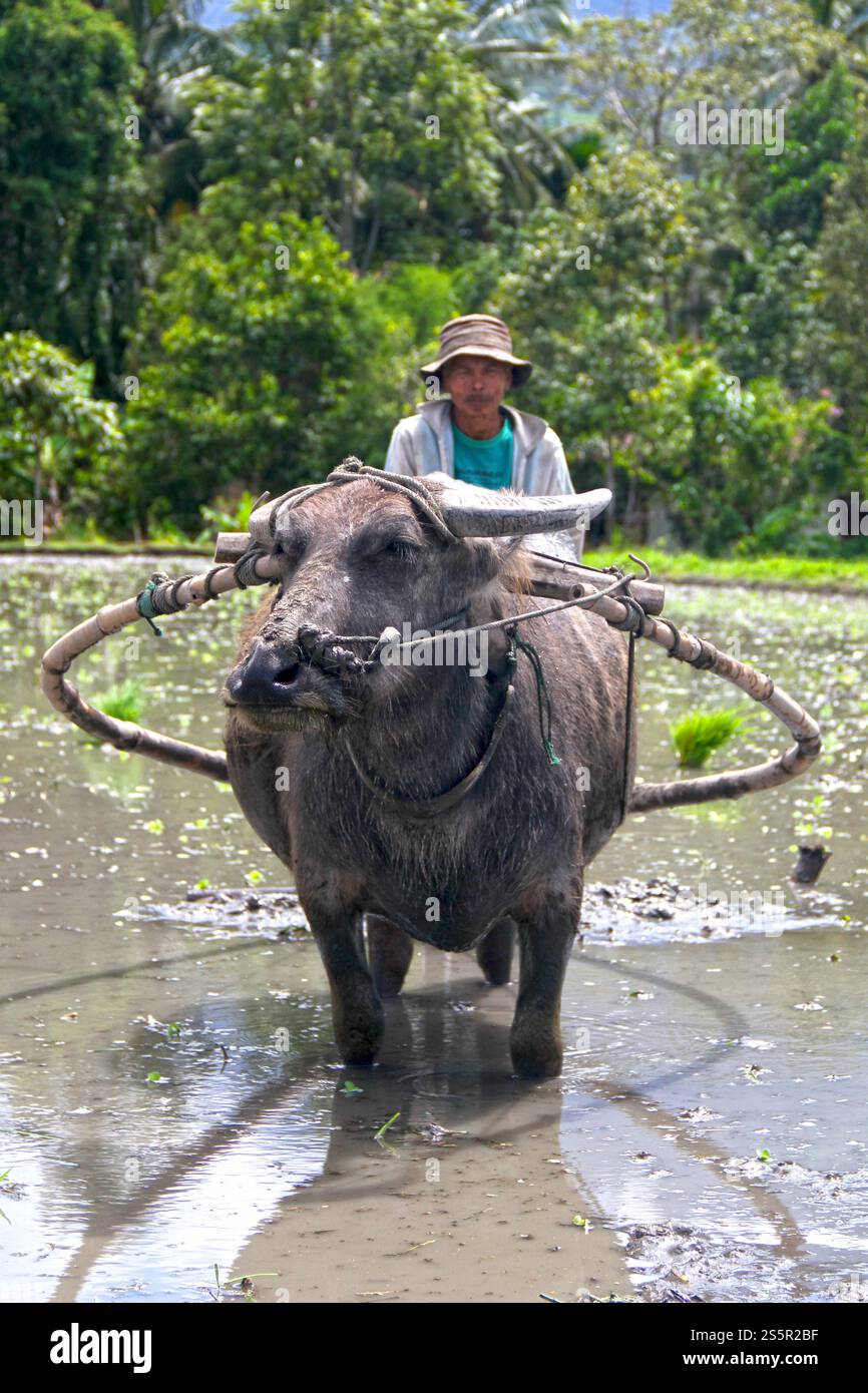 A rice farmer and water buffalo ploughing a muddy rice paddy field near ...