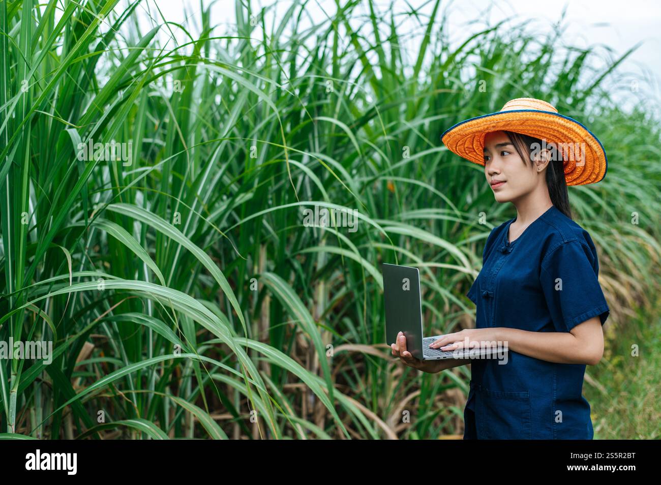 Portrait Young smart farmer woman wearing straw hat use laptop to ...