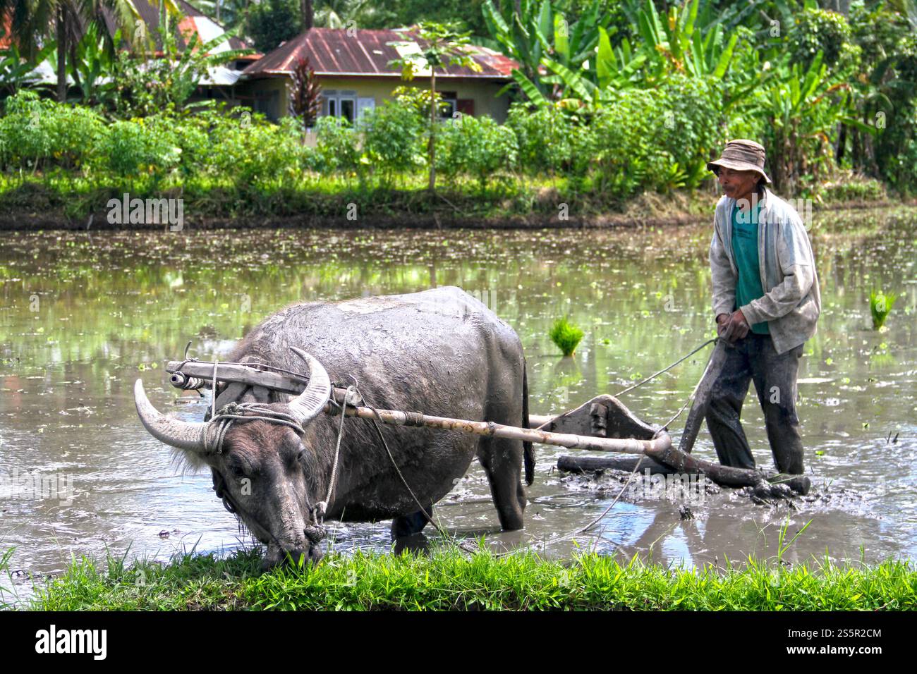 A rice farmer and water buffalo ploughing a muddy rice paddy field near ...