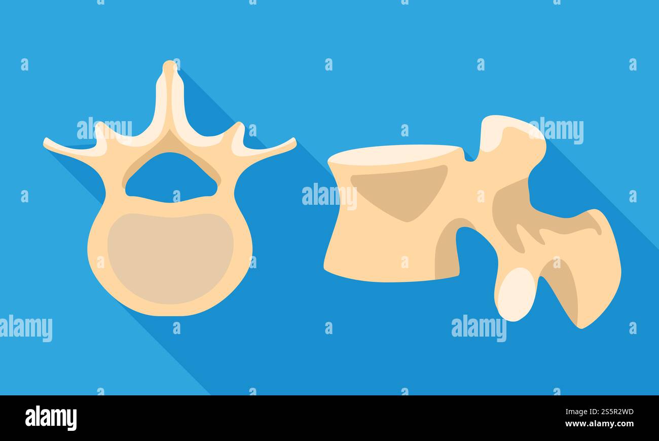 Spine section icon. Flat illustration of spine section vector icon for ...