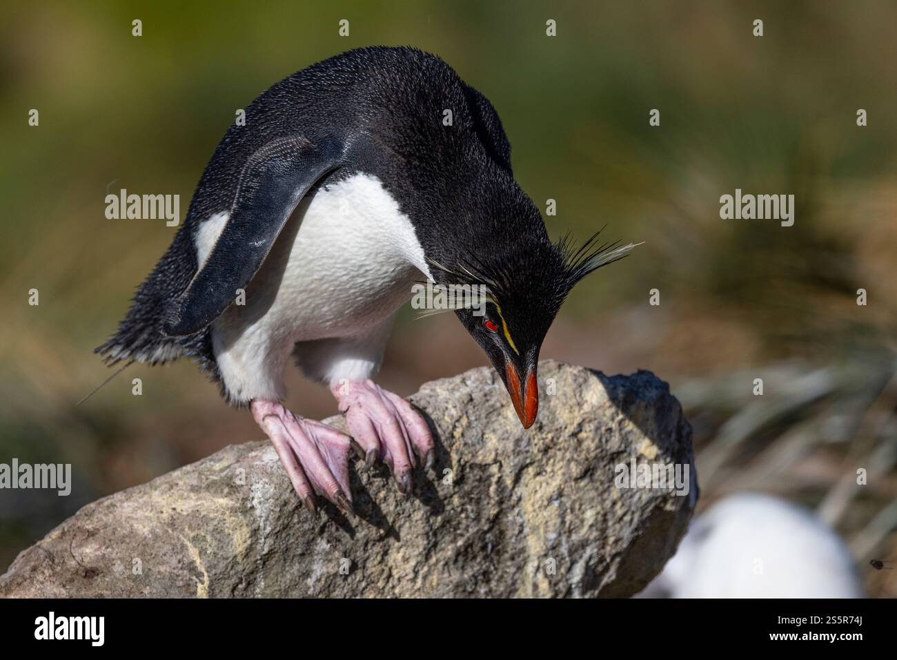 Southern rockhopper penguin jumping between rocks (Eudyptes chrysocome ...