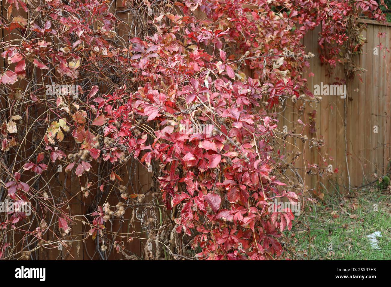 Bright autumn leaves cascade hi-res stock photography and images - Alamy