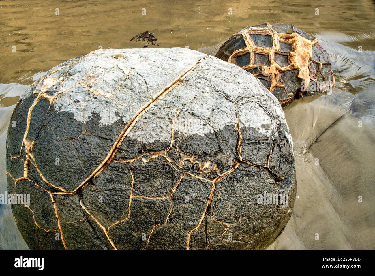 Unique round textured rock Moeraki boulders on the cliffside and beach ...