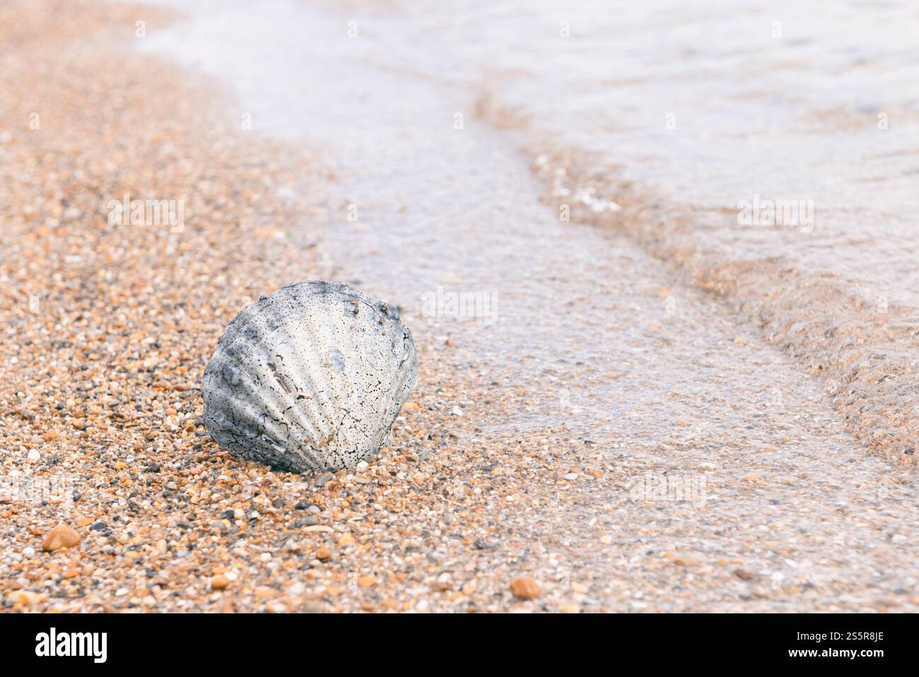 Scallop seashell on the beach Stock Photo - Alamy