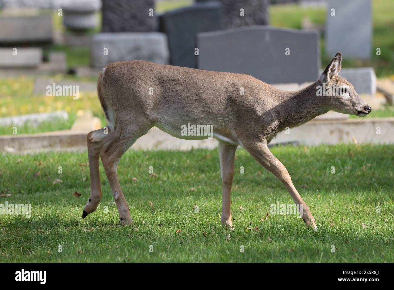Running through cemetery hi-res stock photography and images - Alamy