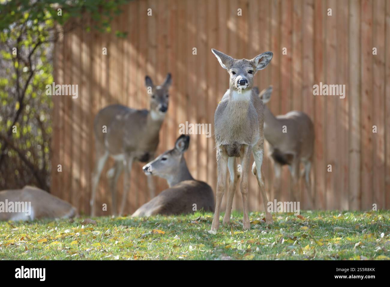 Herd young deer on grass hi-res stock photography and images - Alamy