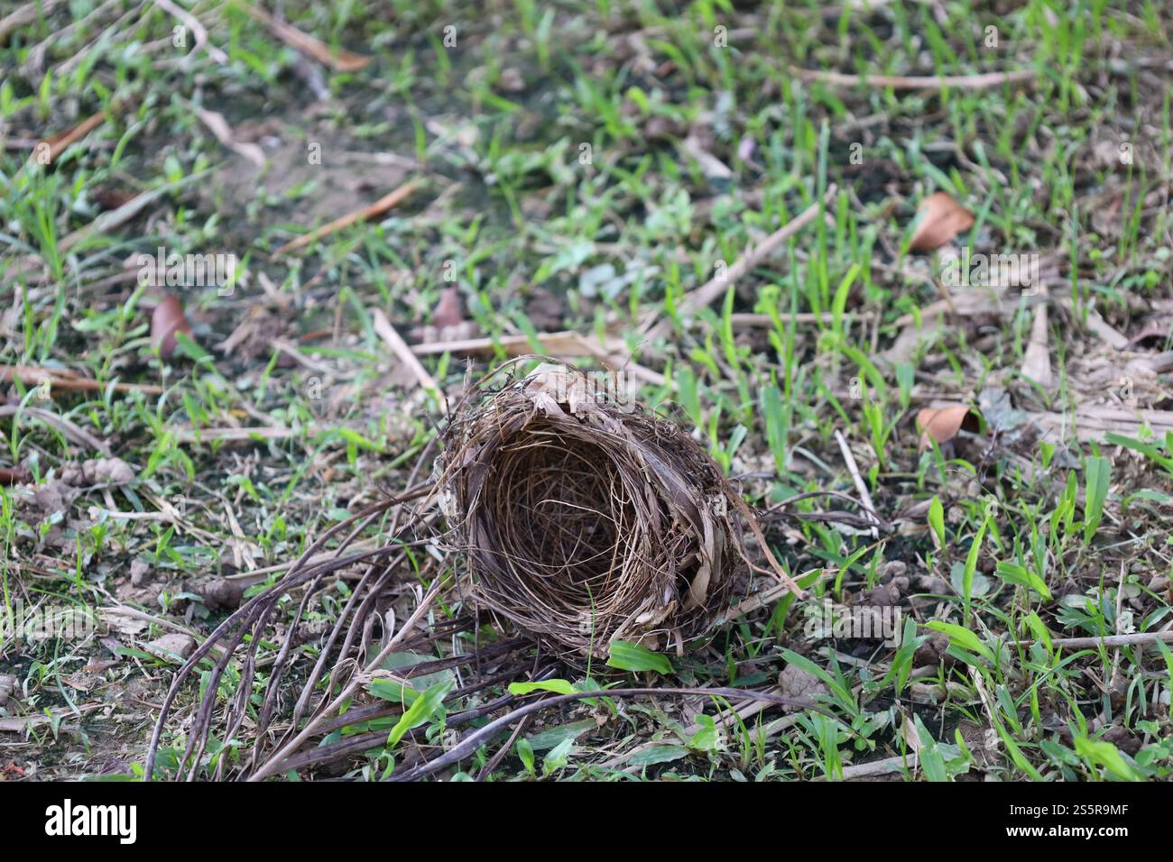 fallen bird nest laying on grassy ground Stock Photo - Alamy