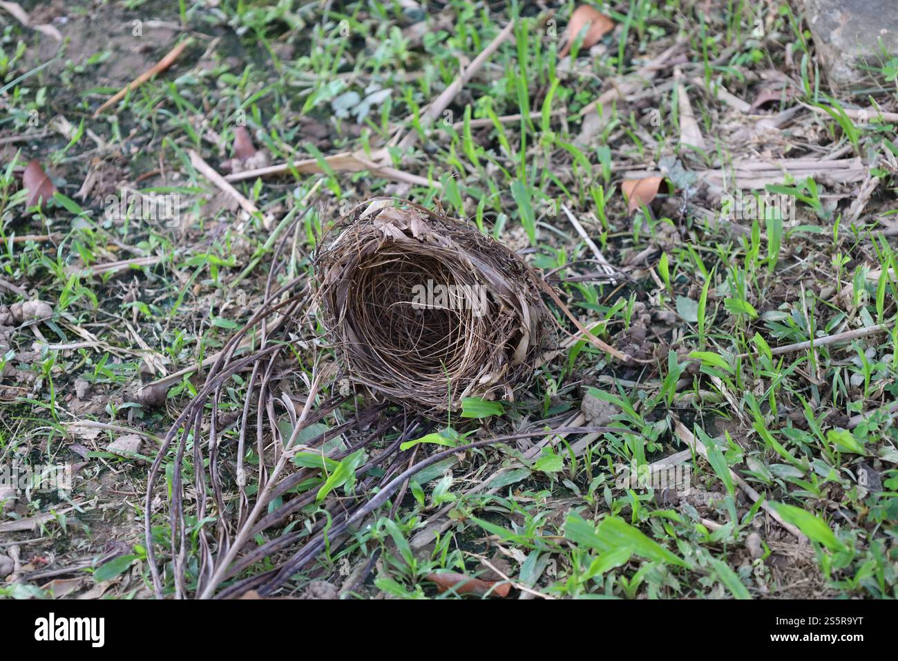 fallen bird nest laying on grassy ground Stock Photo - Alamy