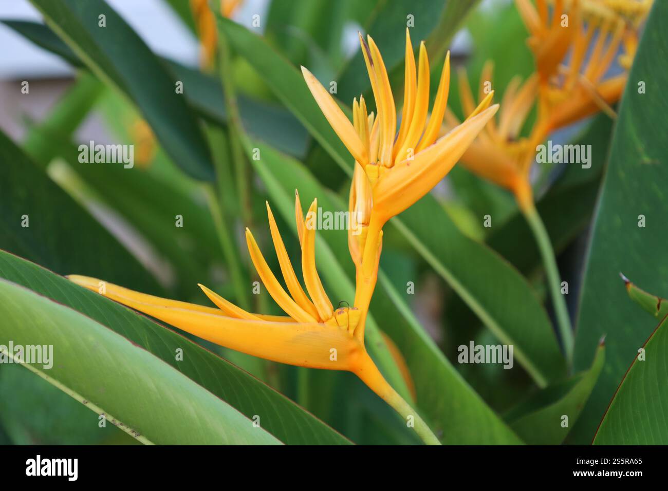 close-up bright yellow blossom with array of long slender pointed ...