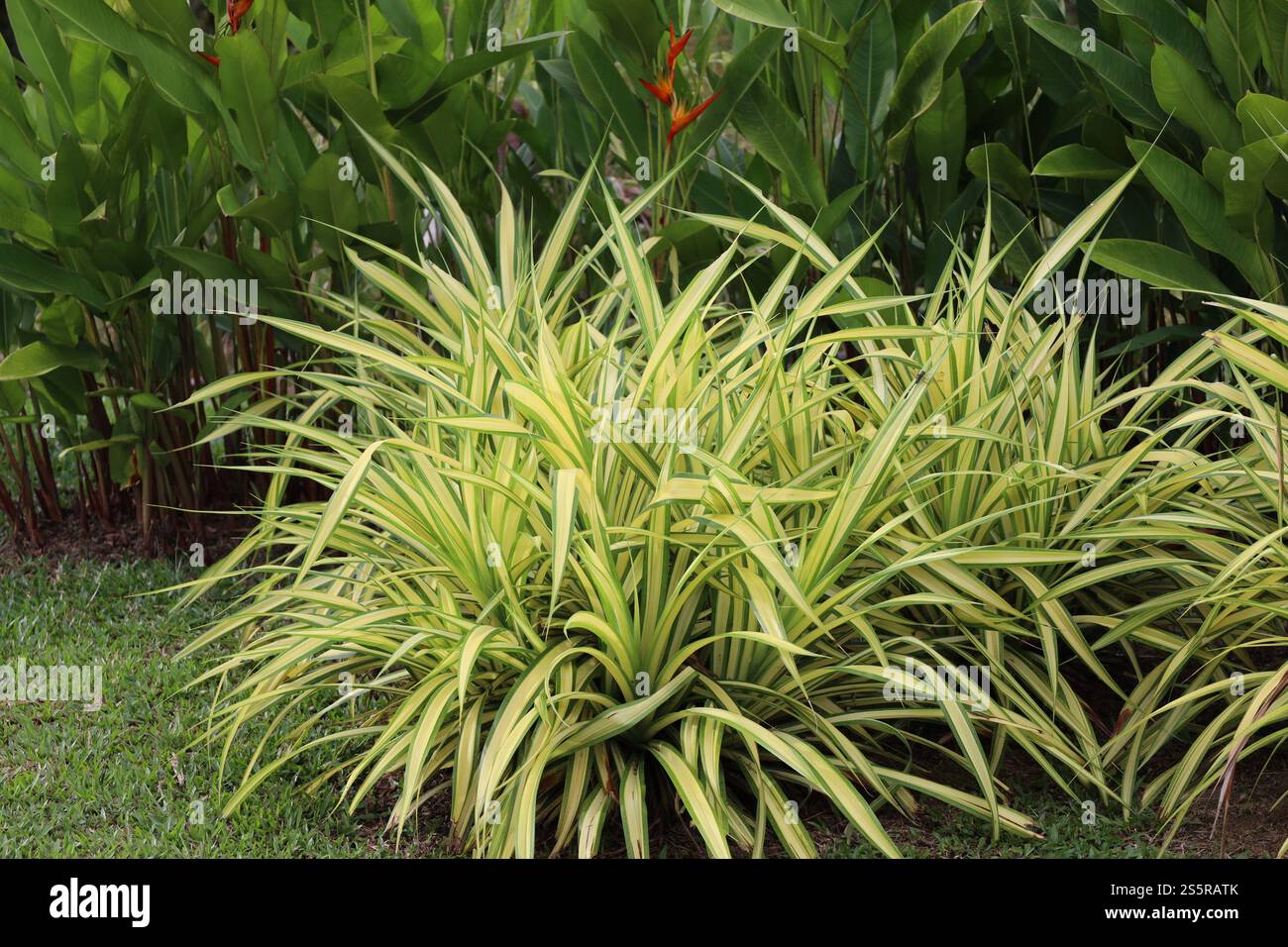 cluster of large bushy plants with long slender pointed light green ...