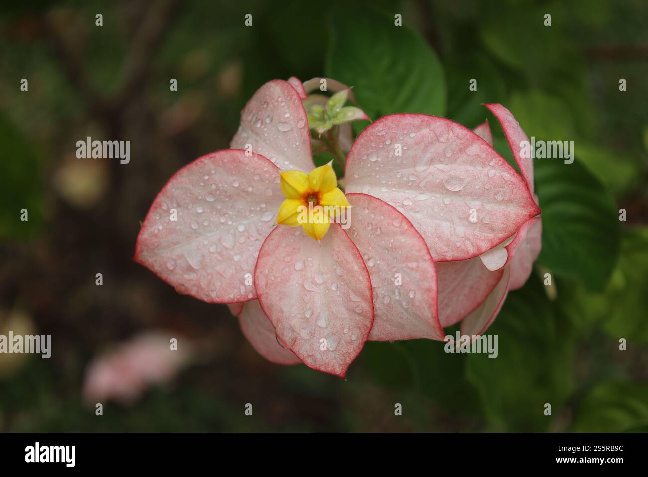 close-up tiny red orange golden yellow flower atop white pink mauve ...