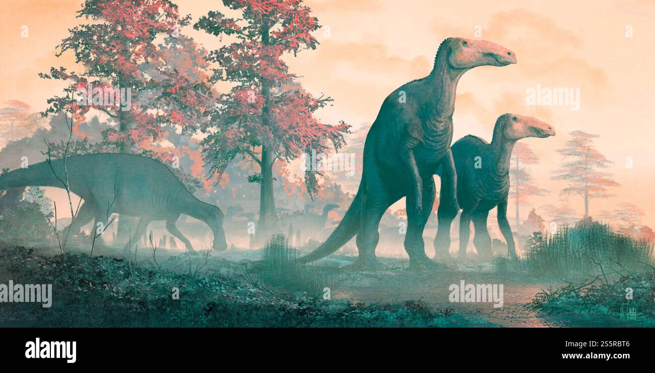 Illustration of a herd of Edmontosaurus annectens dinosaurs. This large ...