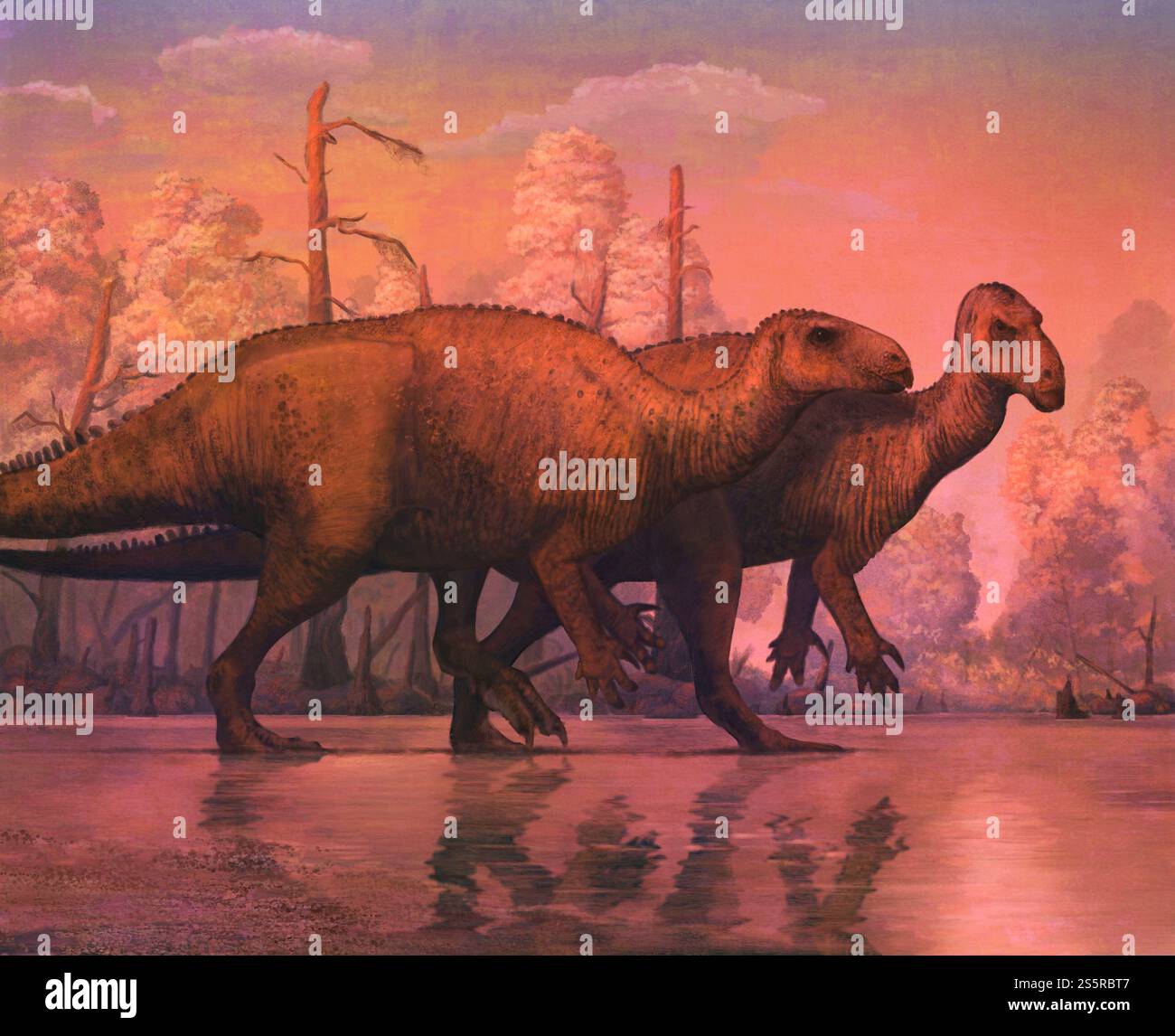 Illustration of a pair of Owenodon hoggii dinosaurs. This herbivore ...