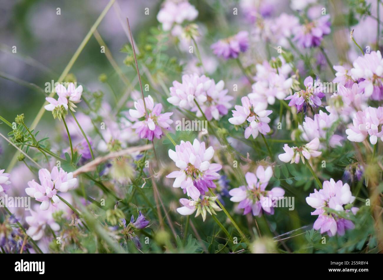Purple flowering crown vetch (Securigera varia Stock Photo - Alamy