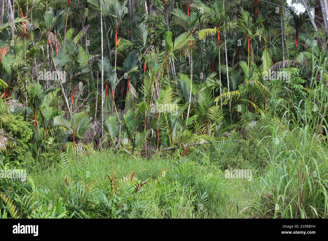 bright red shafts of palms highlight a wall of dense dark green rain forest vegetation Stock ...