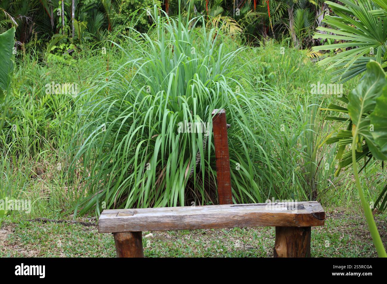 rustic rough hewn wooden bench against dense dark green tropical rain ...