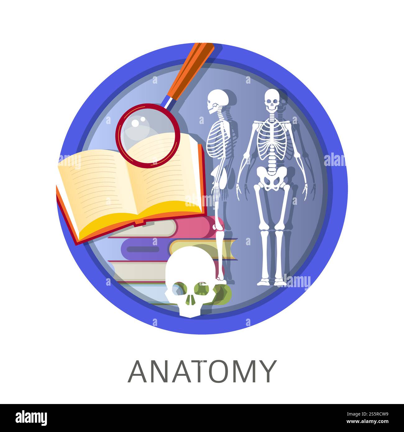 Anatomy of human, school classes, discipline studies at university ...