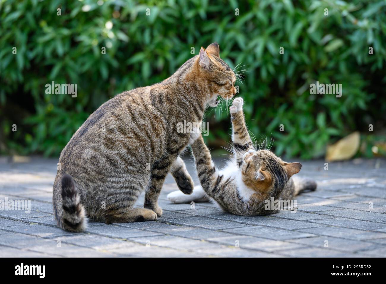 Two cats playing and playing Stock Photo - Alamy