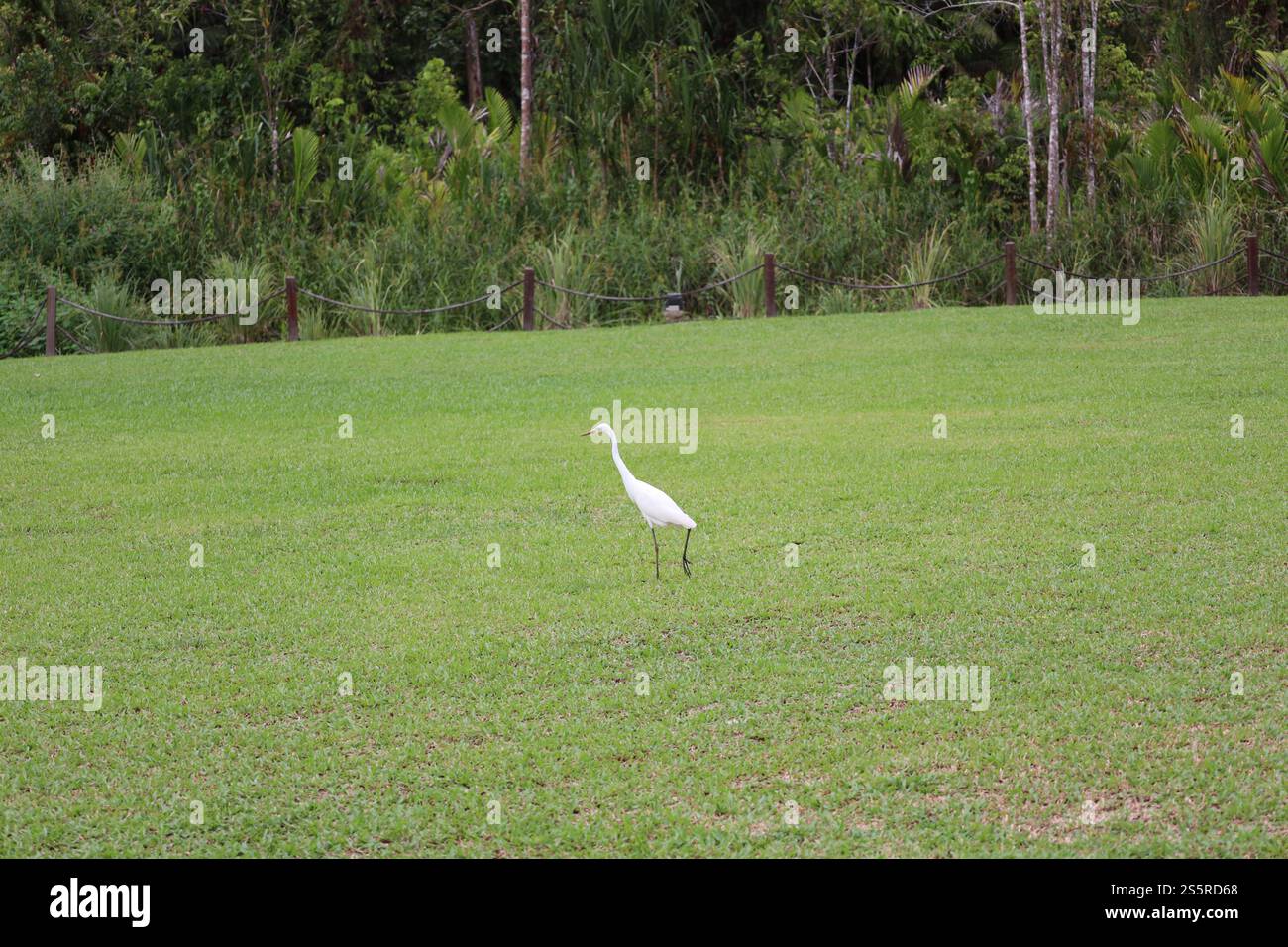 single white bird with long legs standing on grassy lawn Stock Photo ...
