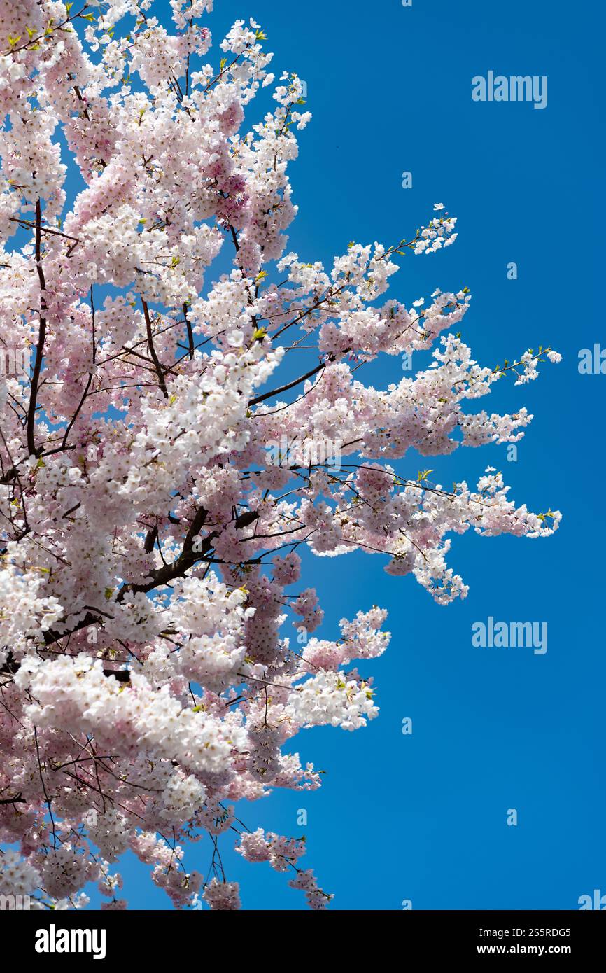 Sakura tree blossom. Spring nature. Sakura tree blossom. Beautiful pink ...