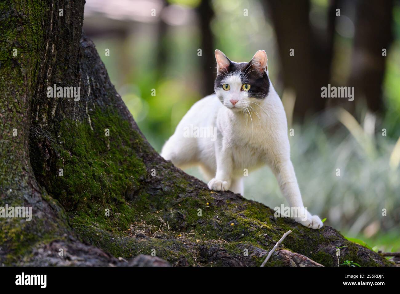 Cat standing on a tree root Stock Photo - Alamy