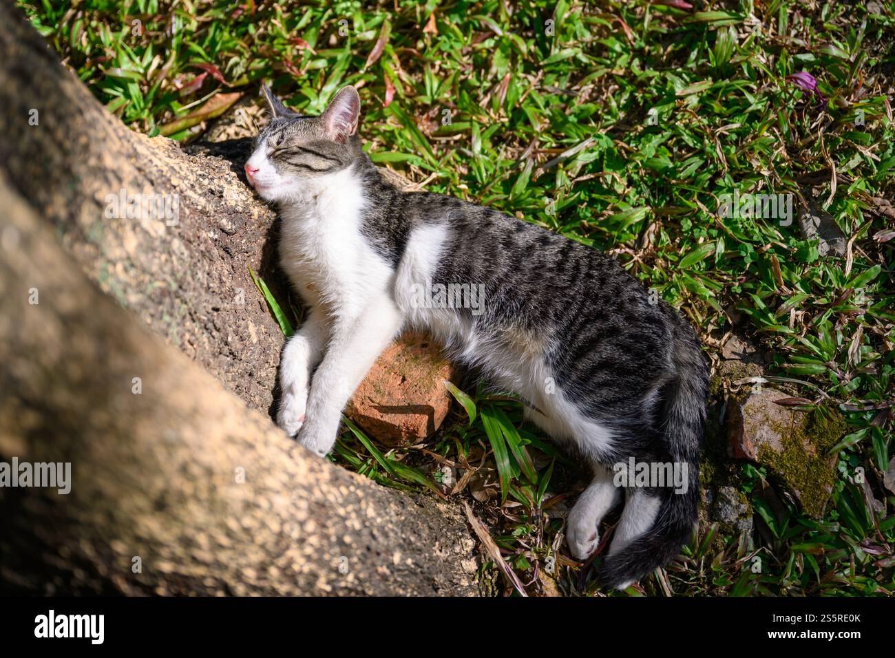 Kitten sleeping under a tree Stock Photo - Alamy