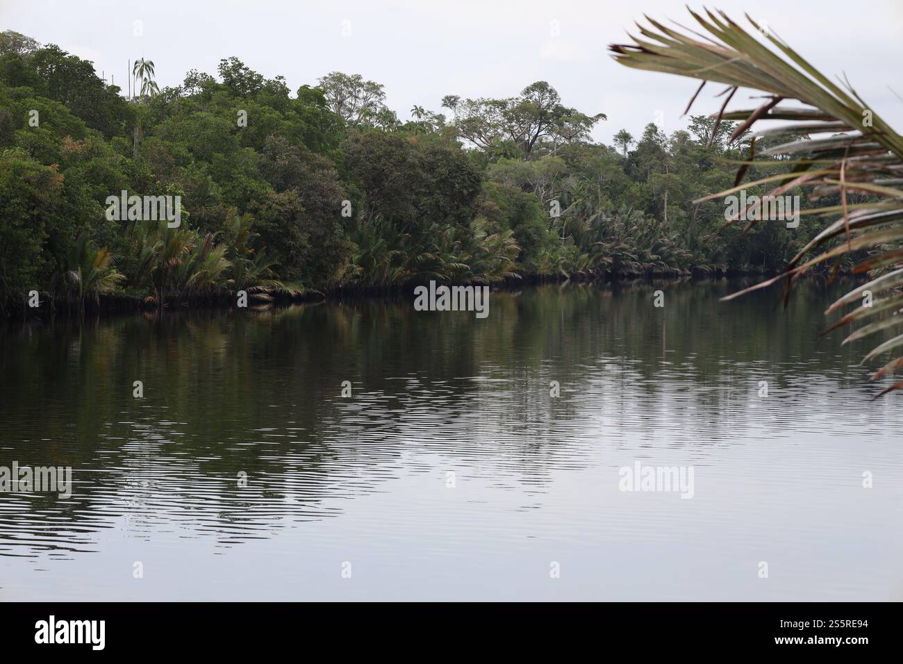 dense tropical rain forest along river bank Stock Photo - Alamy