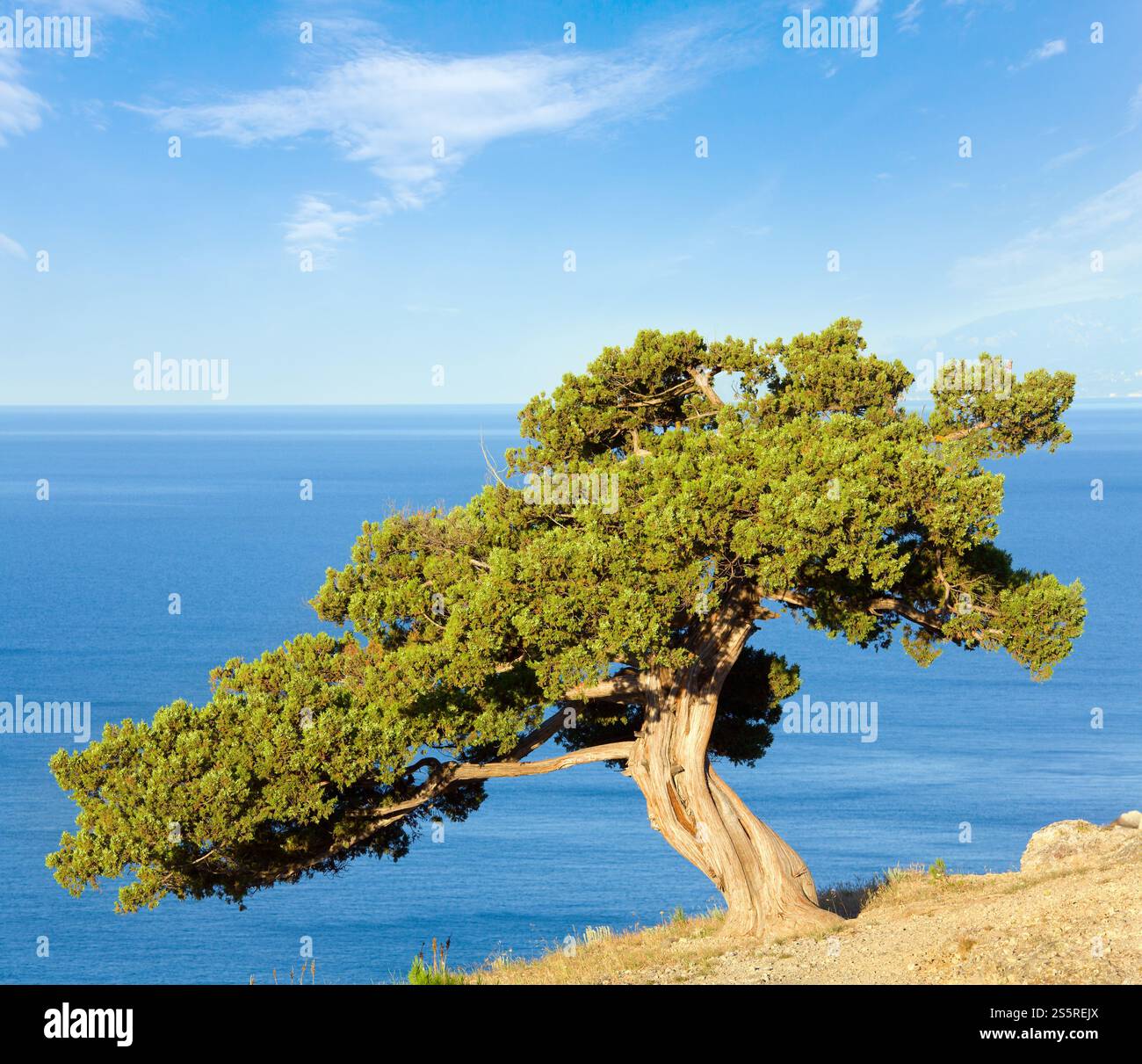 Juniper tree on hill clouds hi-res stock photography and images - Alamy