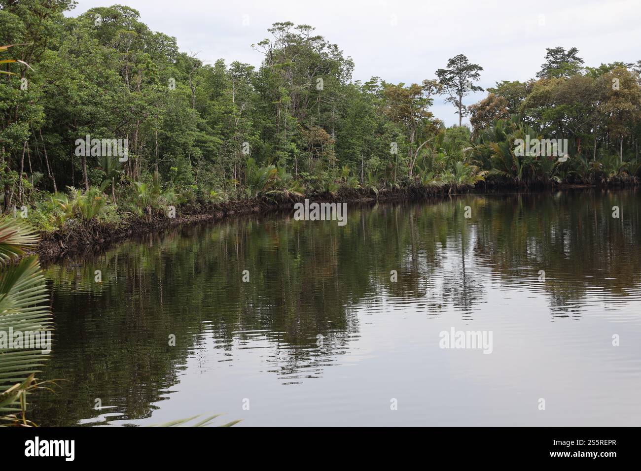 dense tropical rain forest lining the river bank and reflected in the ...