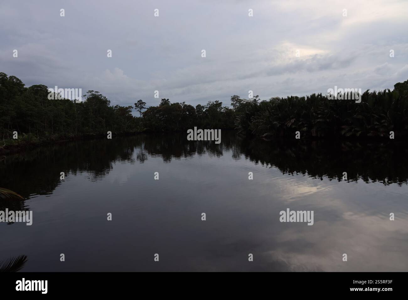 dense tropical rain forest lining a river bank and reflected in the ...