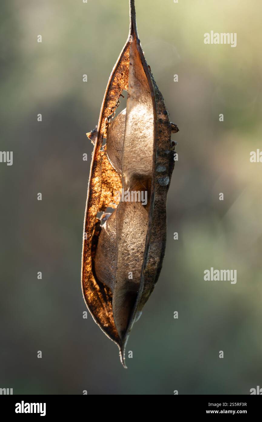 Closeup of the brown seed pod of a Rattlebush shrub, Sesbania ...