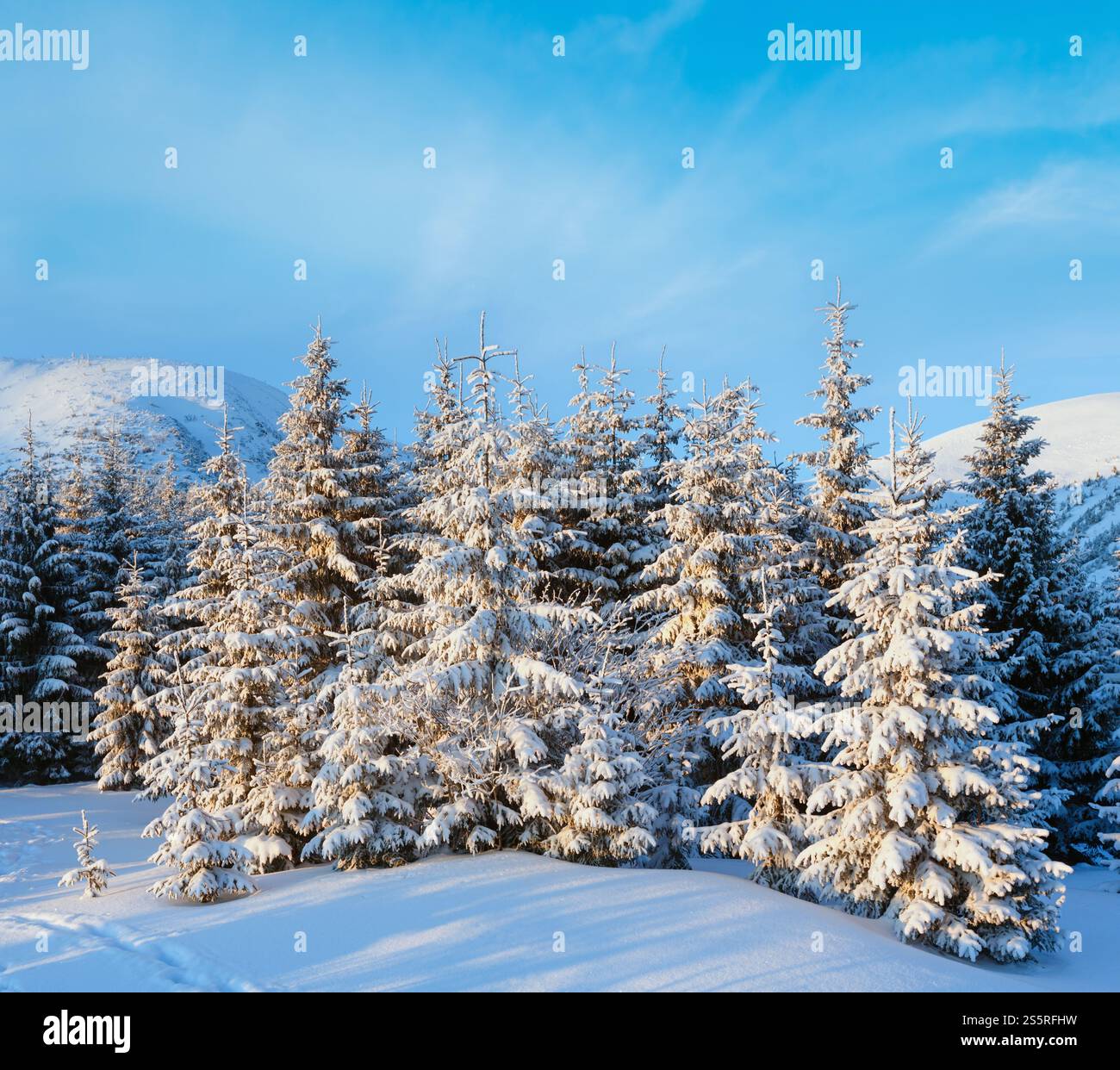 Beautiful winter landscape in fir hi-res stock photography and images ...