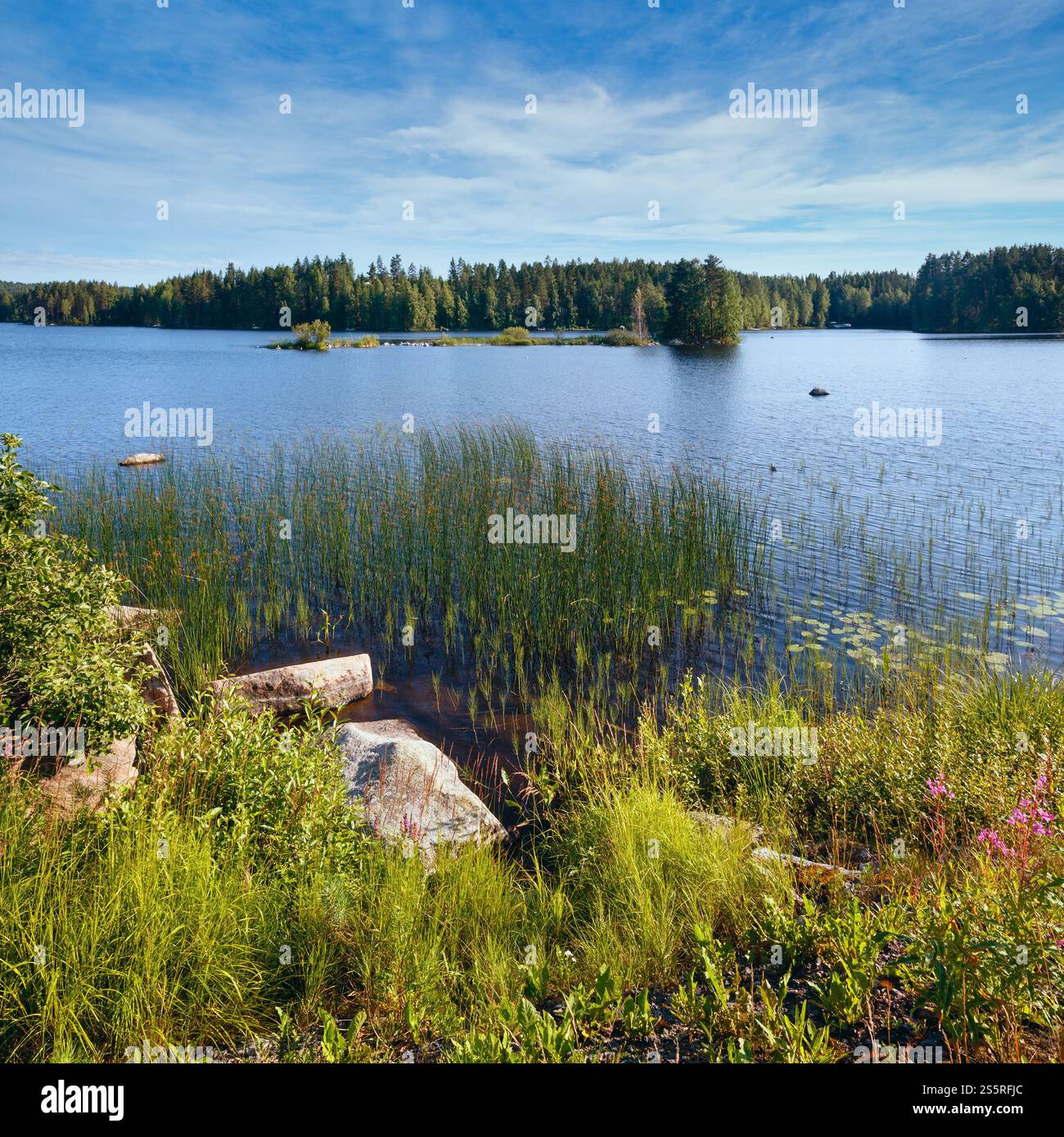 Lake summer view with forest on the edge ( Finland Stock Photo - Alamy