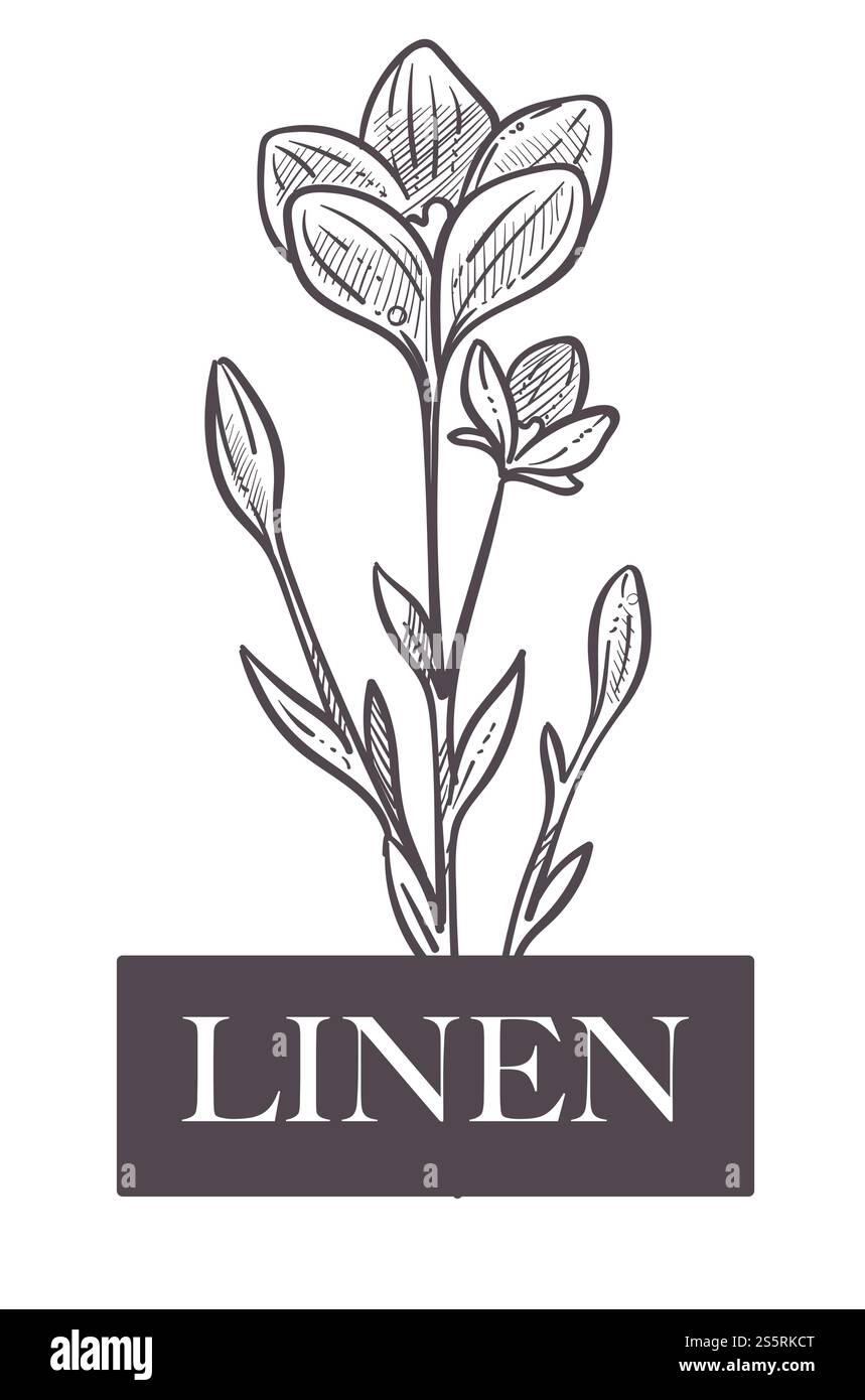 Flax flower outline vector hi-res stock photography and images - Alamy