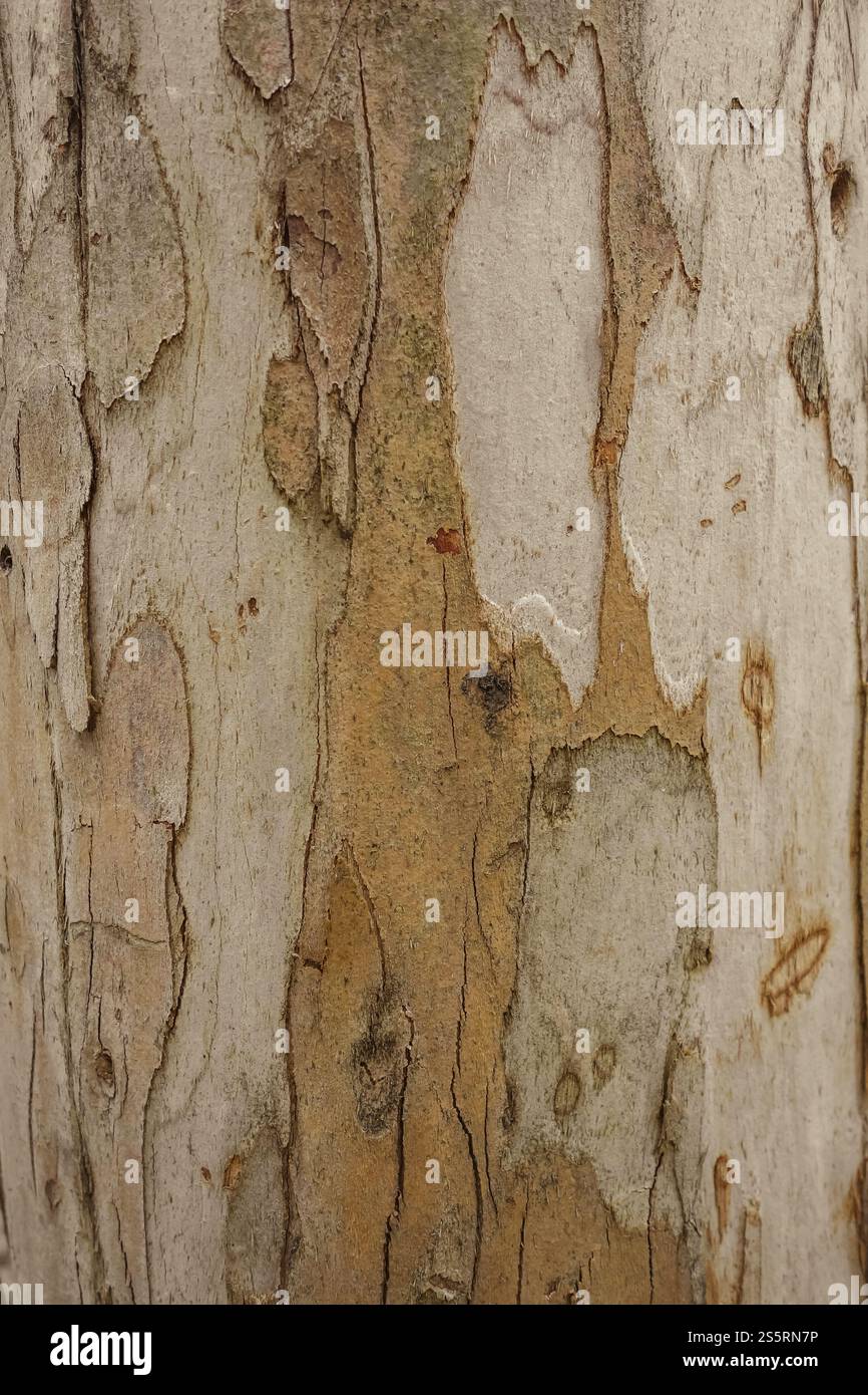 Eucalyptus tree wood texture. Macro view detail. Eucalyptus wood ...