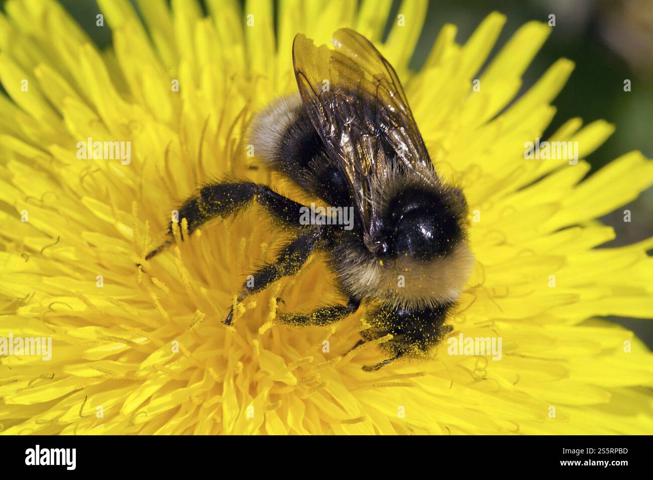 Bombus sylvestris, Forest Cuckoo Bumblebee Stock Photo - Alamy