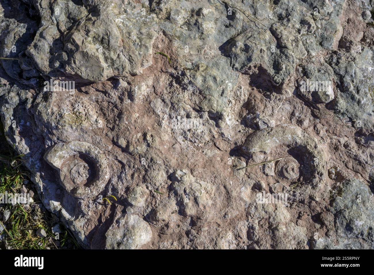 Fossilised snail shells (ammonite), circular hike Monte Fior, Foza ...